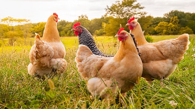 First case of bird flu strain H5N8 found in humans Russia says | Nine ...