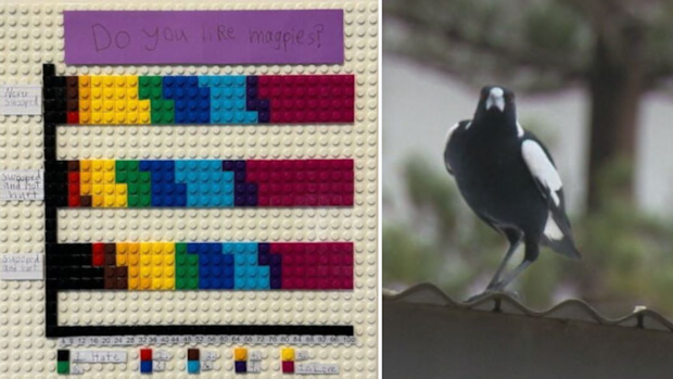 Clever eight-year-old discovers why magpies only swoop some people ...