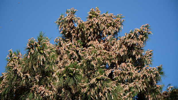 India coronavirus, locust: Country battles second threat as nation's ...