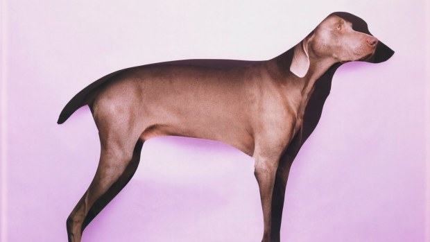 It's a human life for William Wegman's dogs