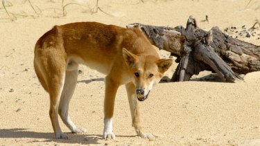 Dingo doing more than its share to protect native species
