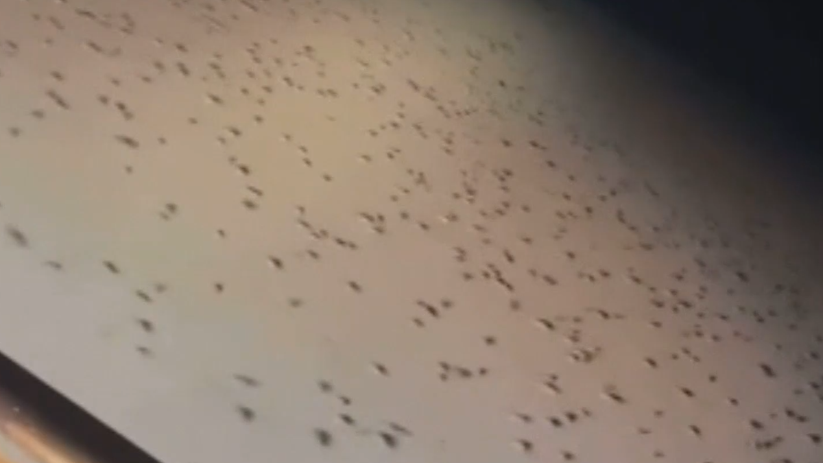 Mouse plague Australia: Fresh fears as farmers share videos of hordes ...