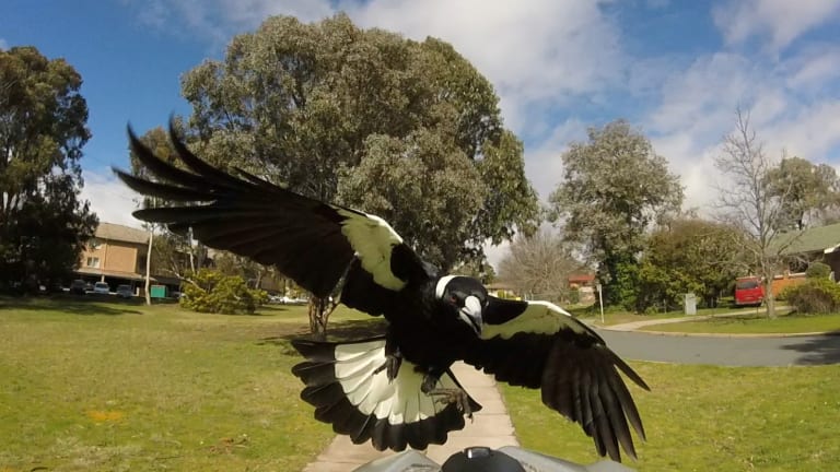 It's swooping season: Perth's magpie hot spots revealed