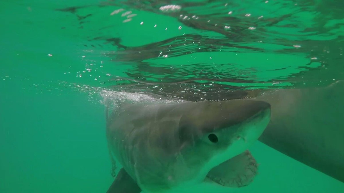Fishermen hook bull shark near site of Sydney mauling attack of Lauren ...