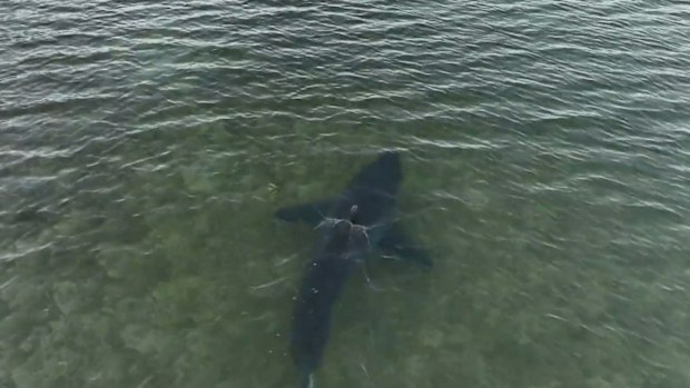 Shark sighted barely 24 hours after man hospitalised in terrifying ...