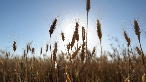 Rain, commodity prices buoy farmer confidence