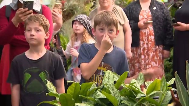 Melbourne corpse flower updates: Rare corpse flower set to bloom at ...
