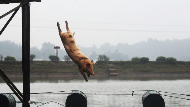 Chinese turn to diving pigs for fun - and tastier food