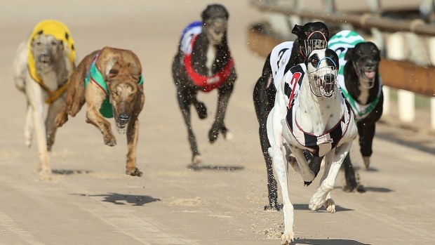 Greyhound industry's fighting fund to combat NSW and ACT ban on the sport