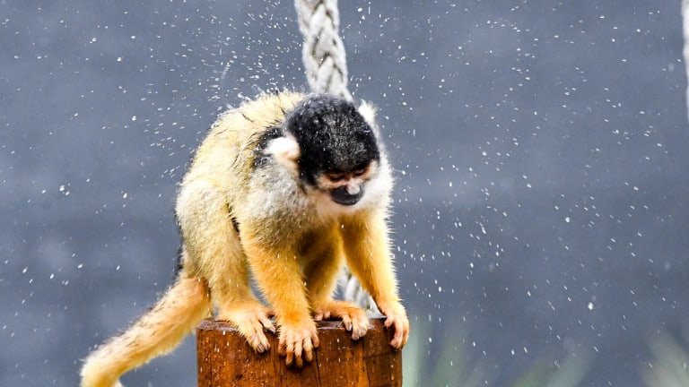 Squirrel monkey business in the rain at Taronga Zoo