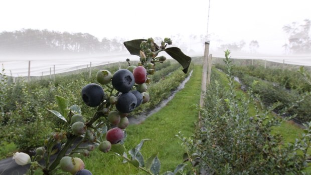 Costa Asset Management gauges investor interest for new REIT