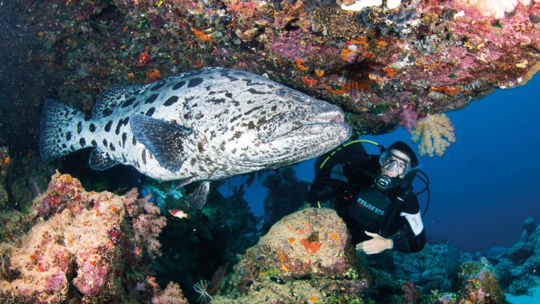 Great Barrier Reef potato cod at risk from own friendliness