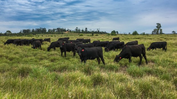 Argyle Foods beefs up with new investors