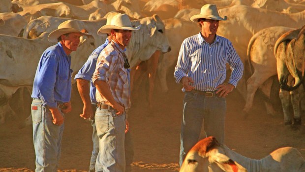Canada backs Australia's Hewitt Cattle into major land deal