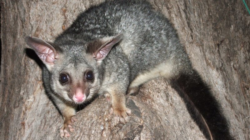 New Zealand vows to eradicate the feral Aussie possum by 2050