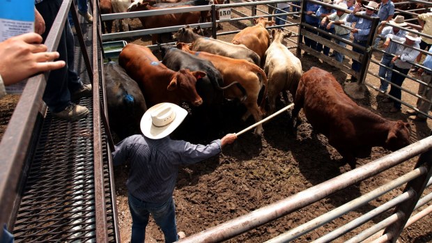 Andrew Forrest applies to explore Pilbara cattle station