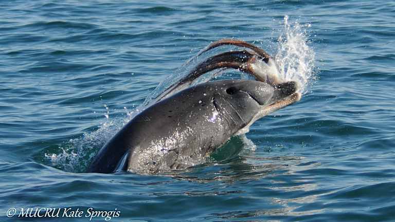 Aussie dolphins know how to deliver a sucker punch to octopus prey
