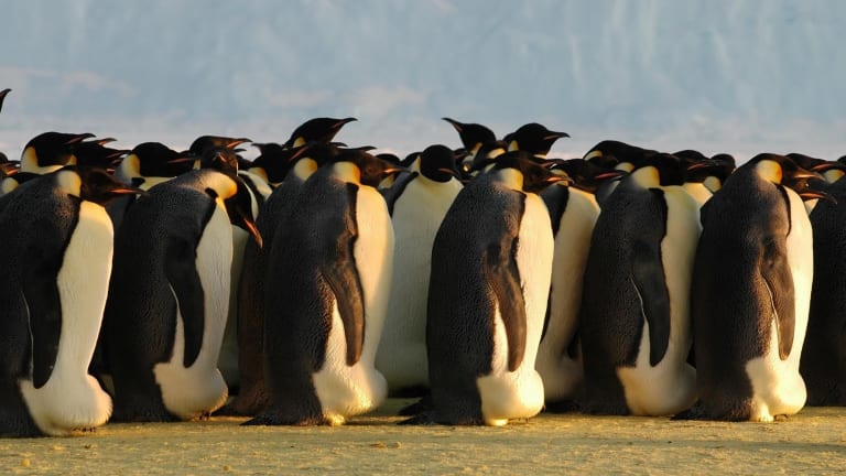 Emperor penguins can't stand the heat in the deep Antarctic winters