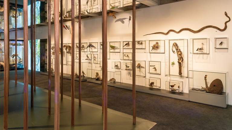 'Wild State' tells story of Queensland's wildlife and diverse habitats