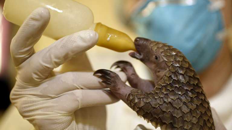 Meet the pangolin, the most poached mammal in the world