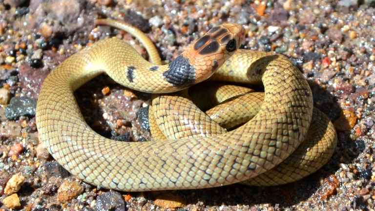 Queensland snake catchers kept busy during mating season