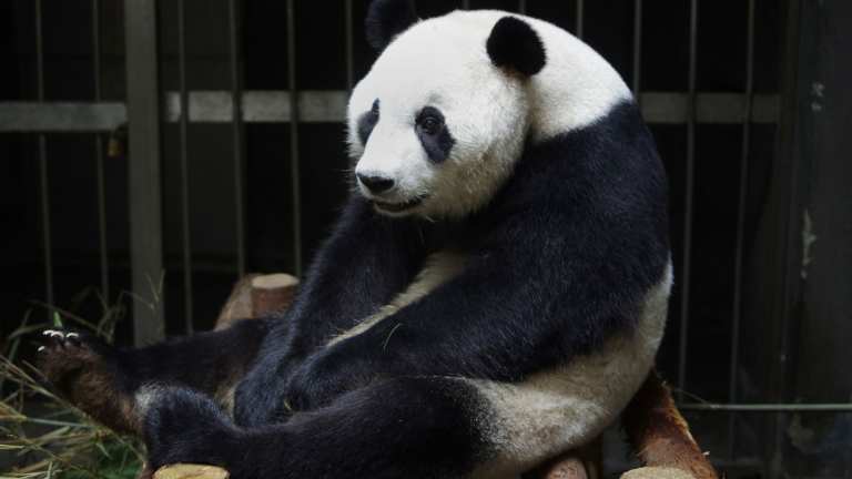 Famous giant panda 'fakes pregnancy, gets nice things'