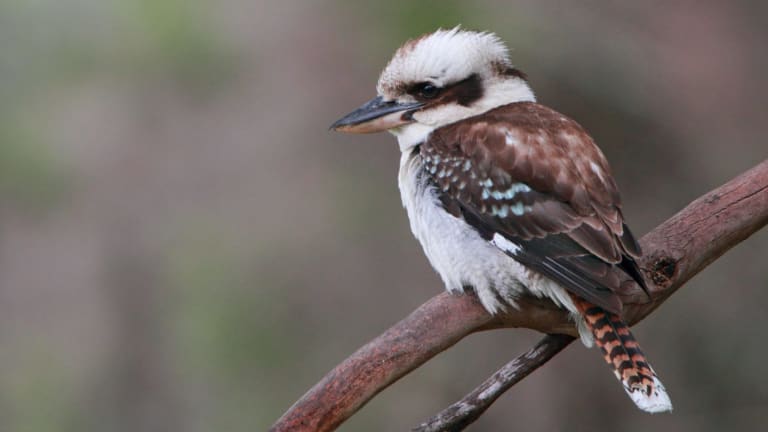Sightings of Australia's common birds are on the decline, study finds