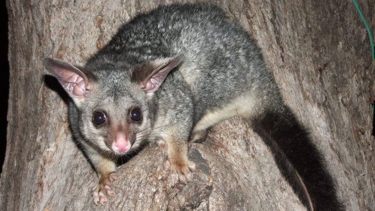 New Zealand vows to eradicate the feral Aussie possum by 2050
