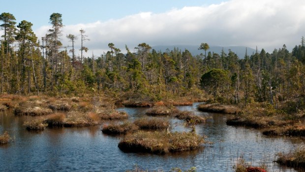 Peat moss: Good for plants but bad for the planet