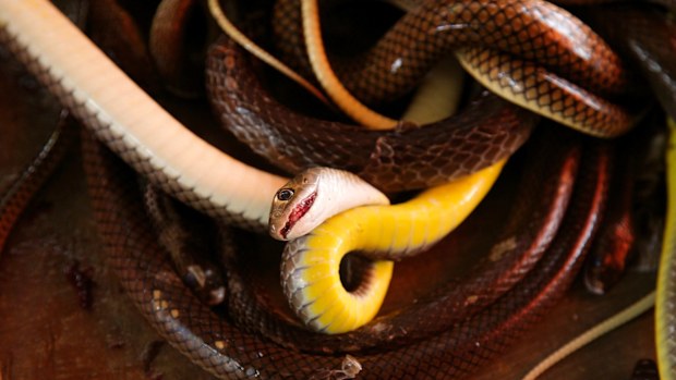 How the snake lost its legs