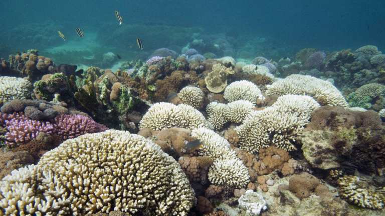 Great Barrier Reef: late-season cyclone may ease coral bleaching threat