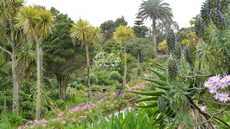 Tresco Abbey Gardens in the Scilly Isles provide a different kind of ...