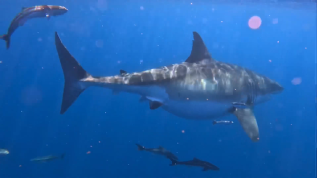Moment great white shark comes up to bite boat off the Sunshine Coast ...