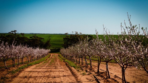 Offshore investors selling $300m almond orchards portfolio leased to Olam