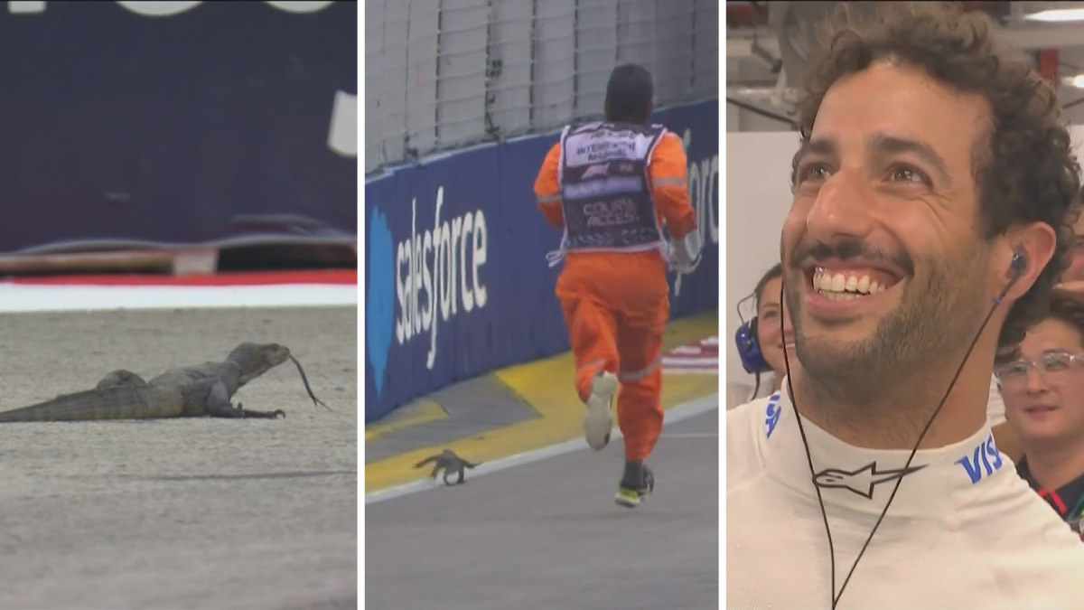 F1 news 2024 Singapore Grand Prix: Massive lizard on track triggers red ...