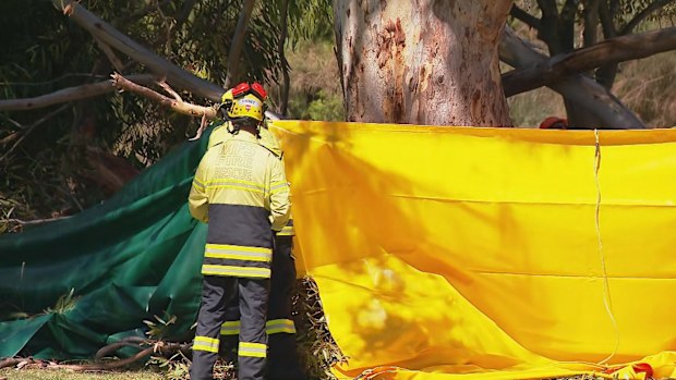 Adelaide Parklands: Young woman dies after gum tree branch falls on her ...