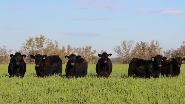 China's Union Agriculture increases farmland, takes Minnamurra for ...