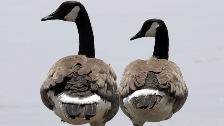 Dead goose falls from sky and knocks out US hunter