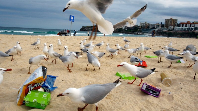 Australians still trashing their beaches and streets, national report finds