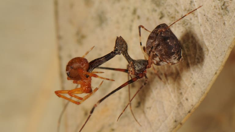 Not extinct: Bizarre pelican-looking spiders that hunt other spiders ...