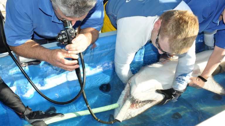Endangered grey nurse shark that swallowed spike returns to sea