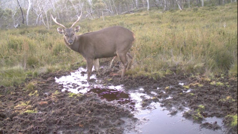 Feral deer damaging Alpine National Park to be culled in Parks Victoria ...