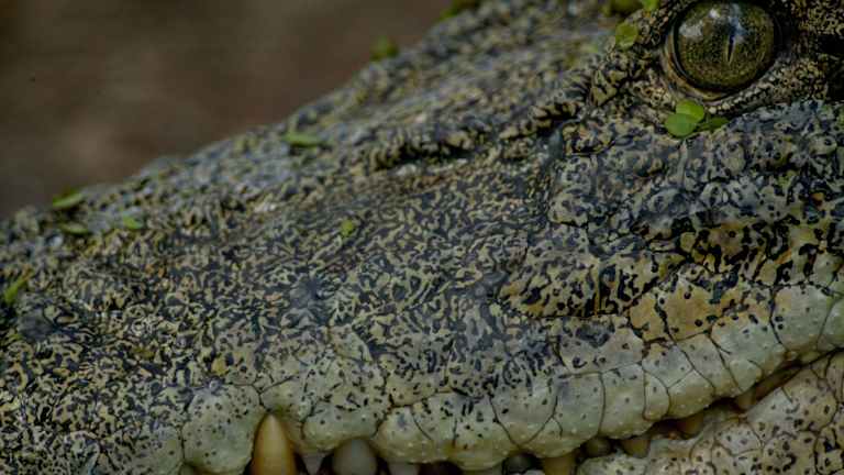 Crocodile management program gets $5.8 million