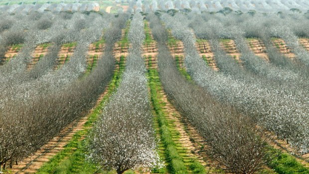 Select Harvests bids in Friday