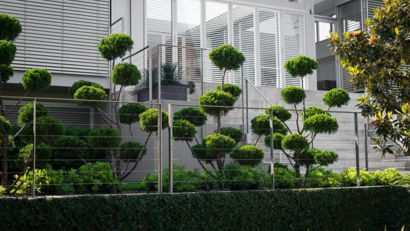 Outdoor: Japan's cloud-pruned tree trend is fun but requires dedication