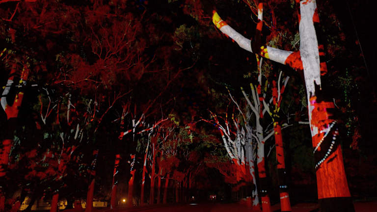 Spectacular turnout as 40,000 flock to see Kings Park trees 'come alive'