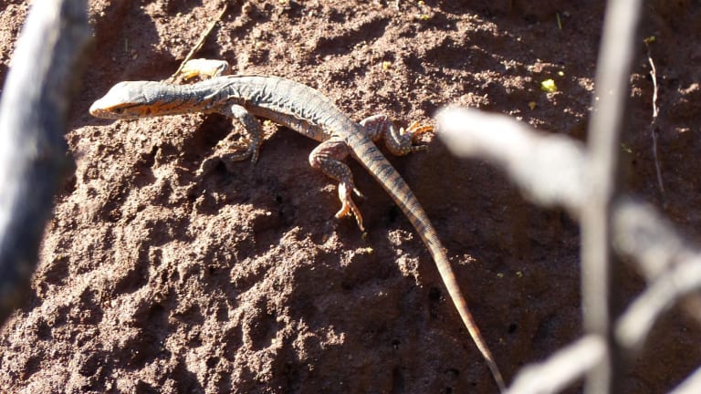 Photographer captures baby goannas digging their way out of termite ...