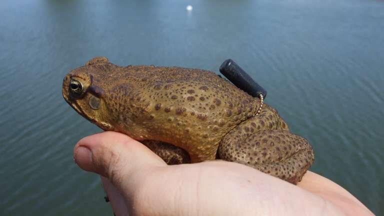 Fences could halt cane toad invasion of arid Australia, study