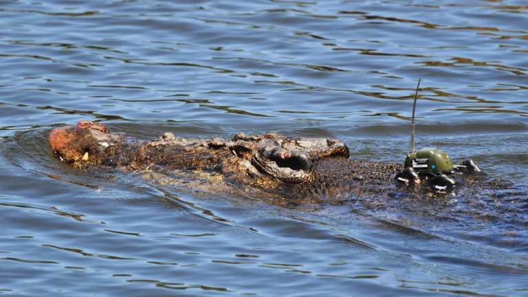 Tracking crocodile movements could reduce attacks on humans ...
