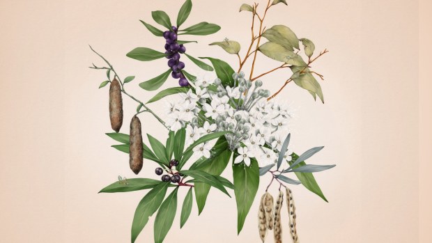 Australian gin brands: more than 100 and rising fast